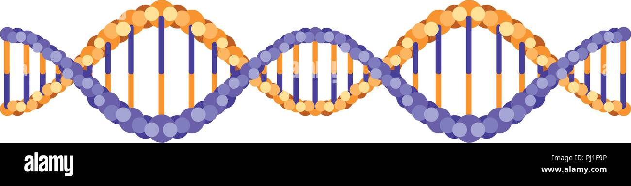horizontal dna chain science colorful icon Stock Vector Image & Art - Alamy