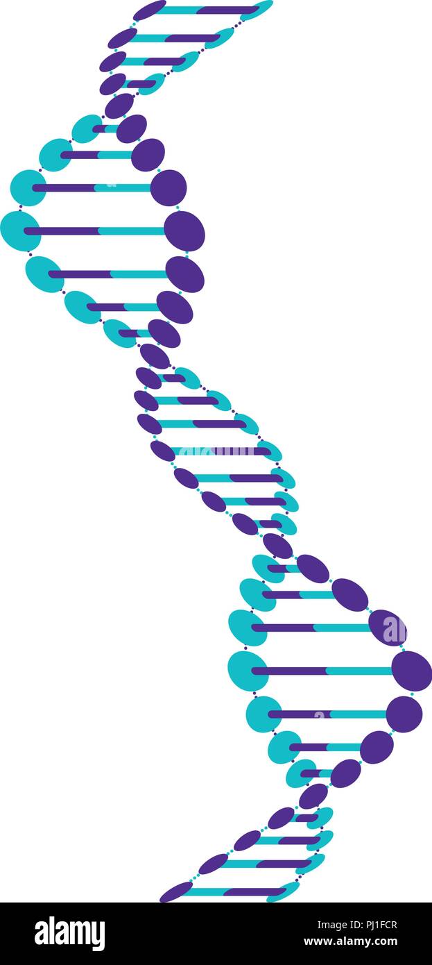 vertical dna chain science colorful icon Stock Vector Image & Art - Alamy