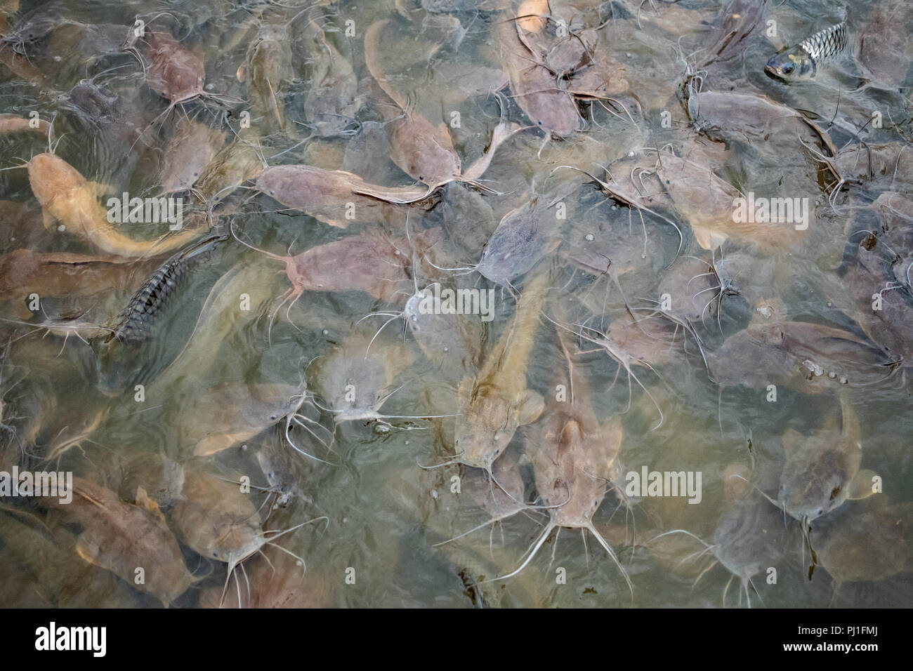 Many catfish are in water Stock Photo - Alamy