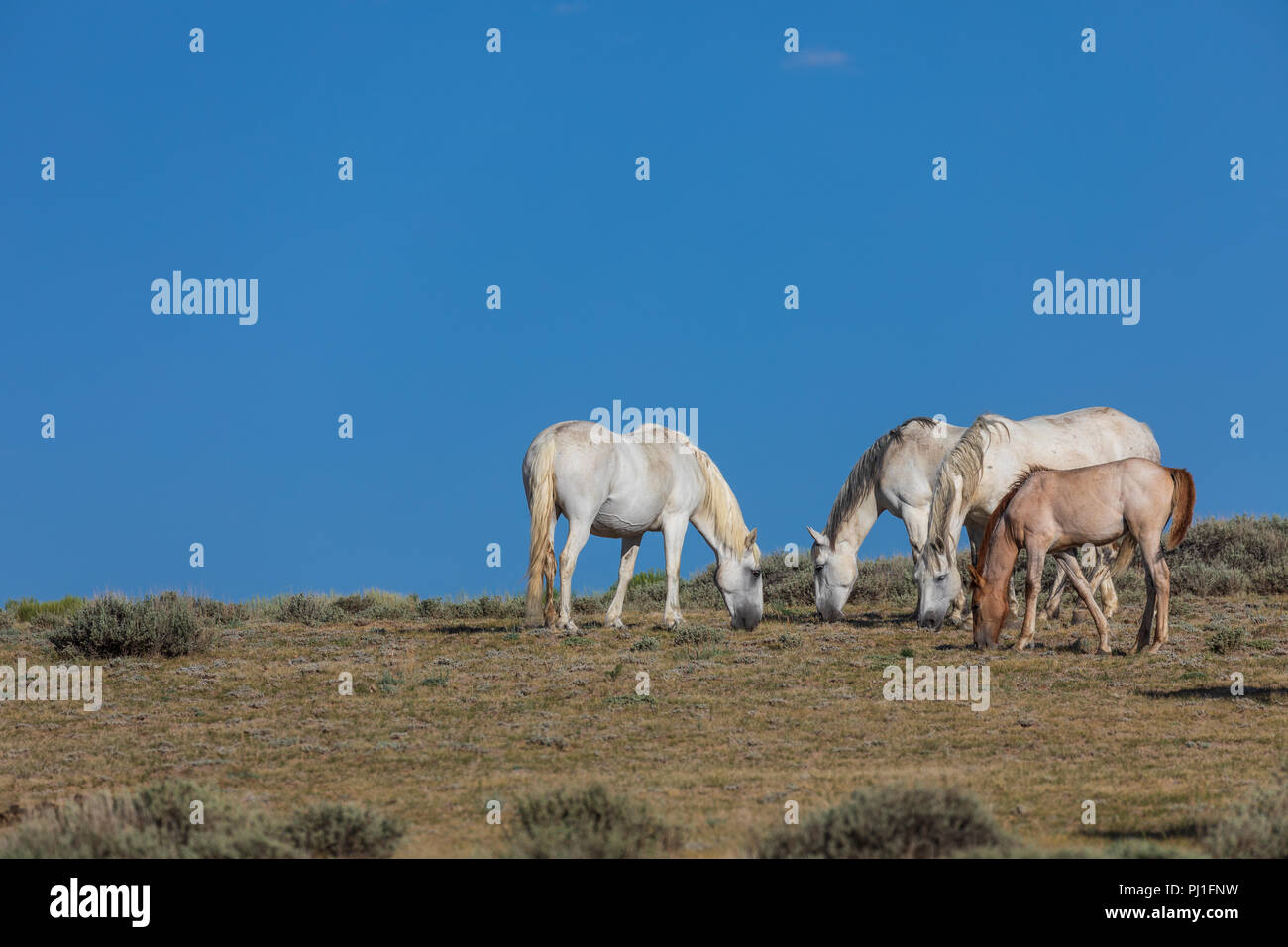 Wild Horses in Sand Wash basin Colorado Stock Photo - Alamy
