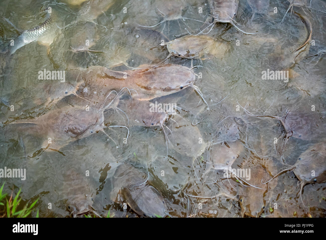 Many catfish are in water Stock Photo - Alamy