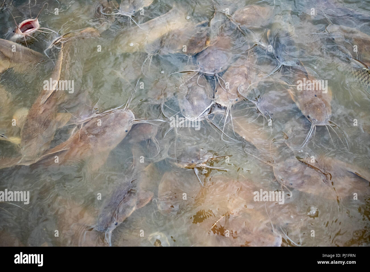 Many catfish are in water Stock Photo - Alamy