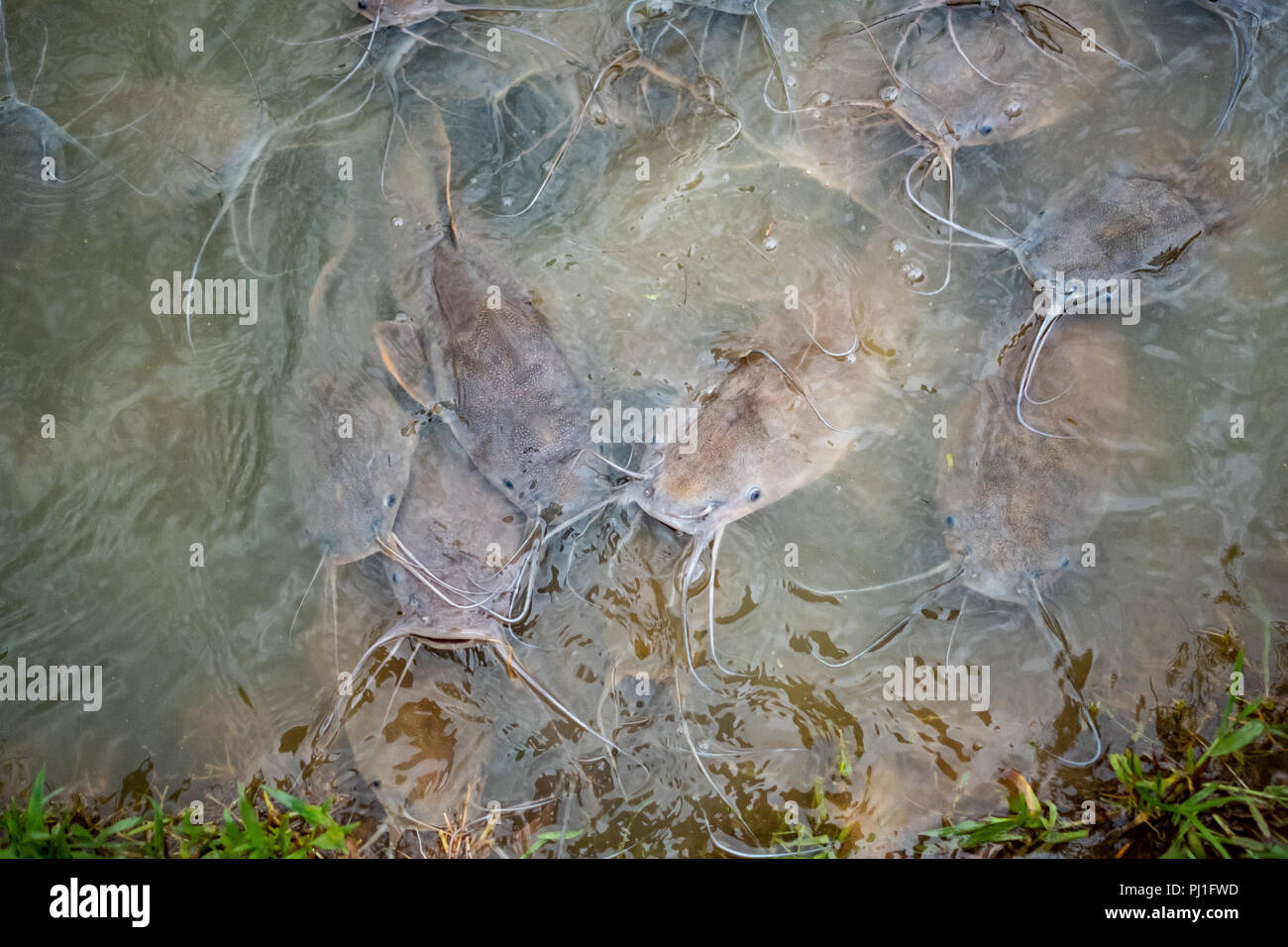 Many catfish are in water Stock Photo - Alamy