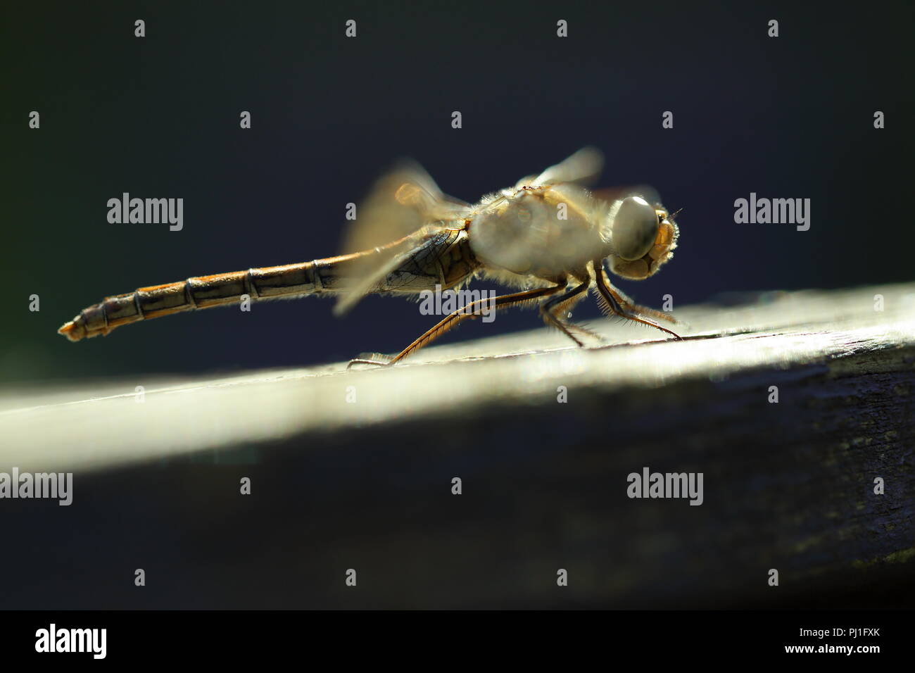 Macro close-up image of perched female common darter dragonflyin ...