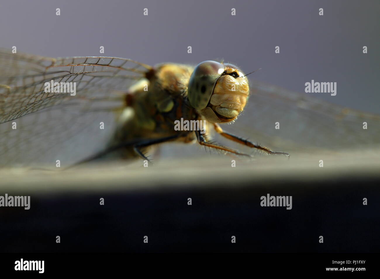 Female Common Darter High Resolution Stock Photography and Images - Alamy