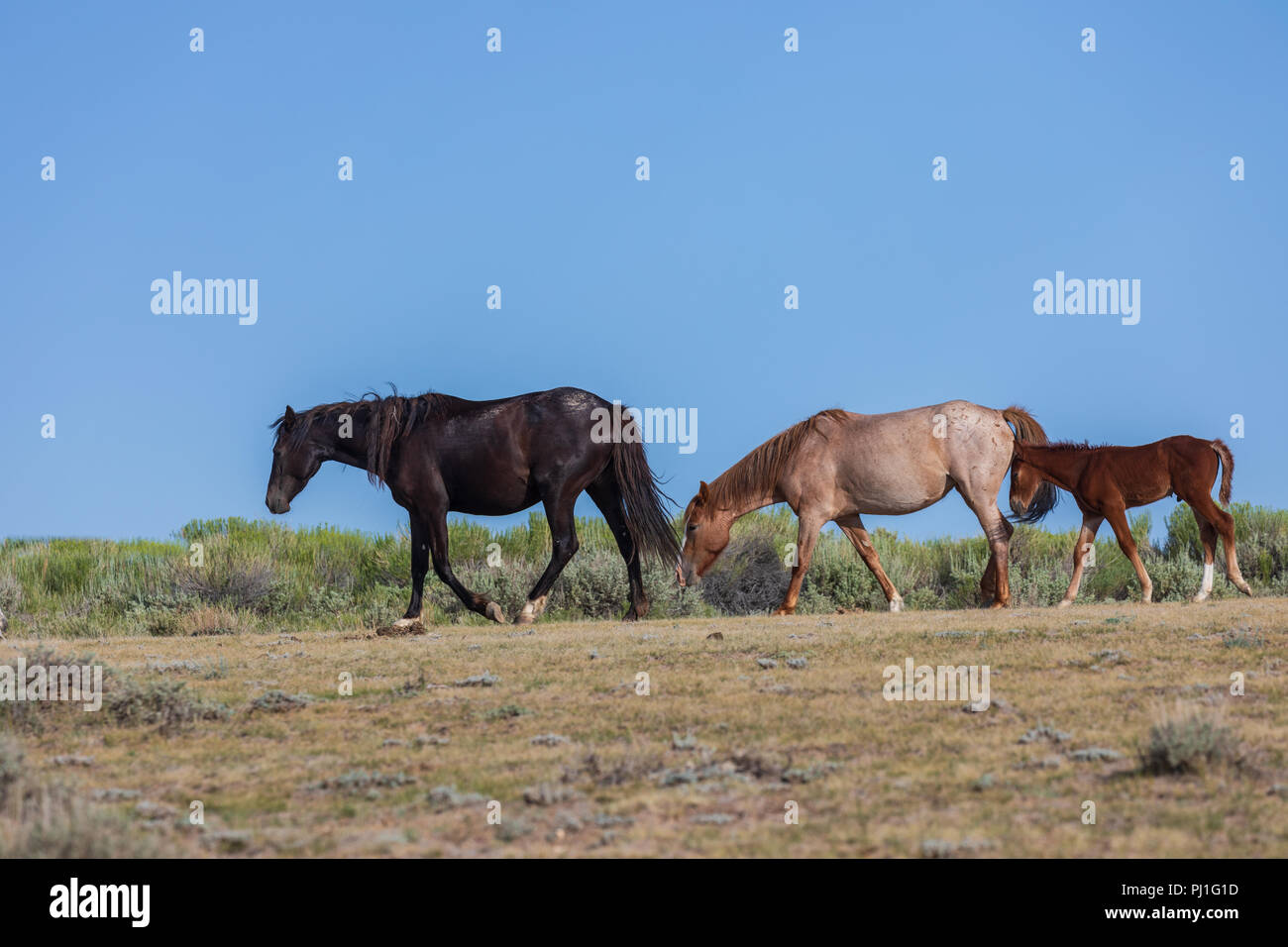 Wild Horses in Sand Wash basin Colorado Stock Photo - Alamy