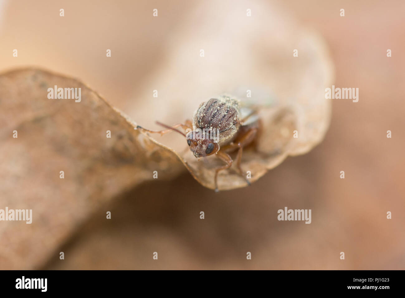 Oak marble gall wasp (Andricus kollari) newly emerged from a gall in ...