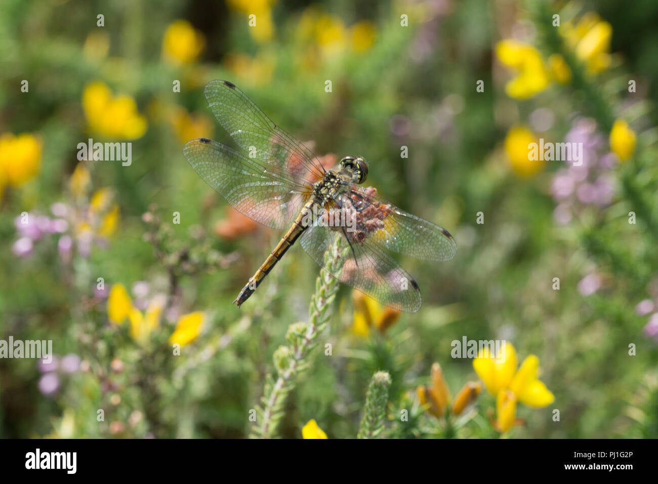 Female black darter dragonfly (Sympetrum danae) resting in heathland ...