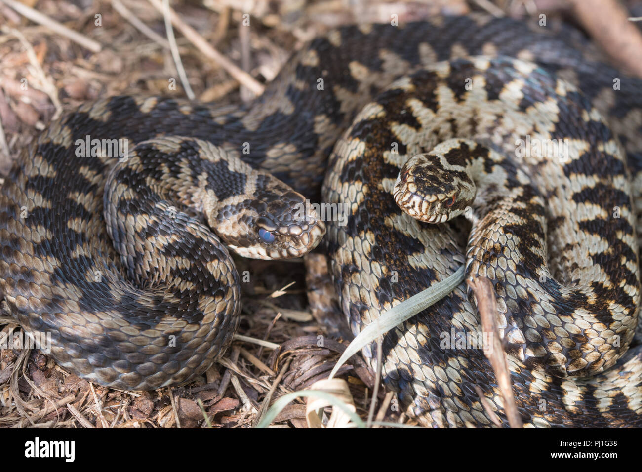 Snakes skin markings hi-res stock photography and images - Alamy