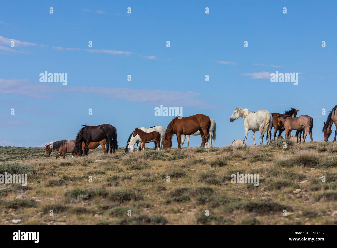 Wild Horses in Sand Wash basin Colorado Stock Photo - Alamy