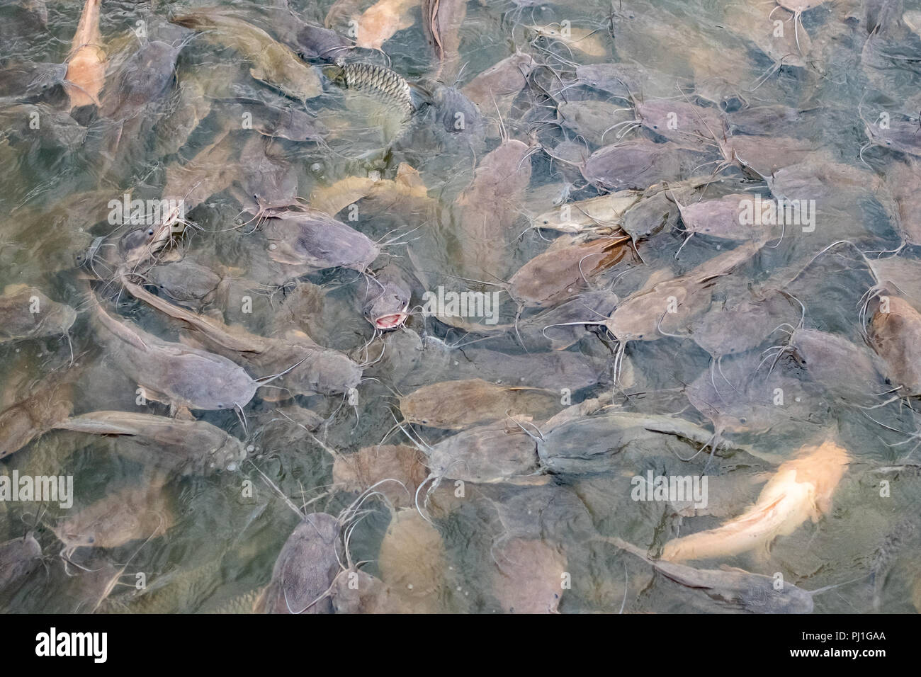 Many catfish are in water Stock Photo - Alamy