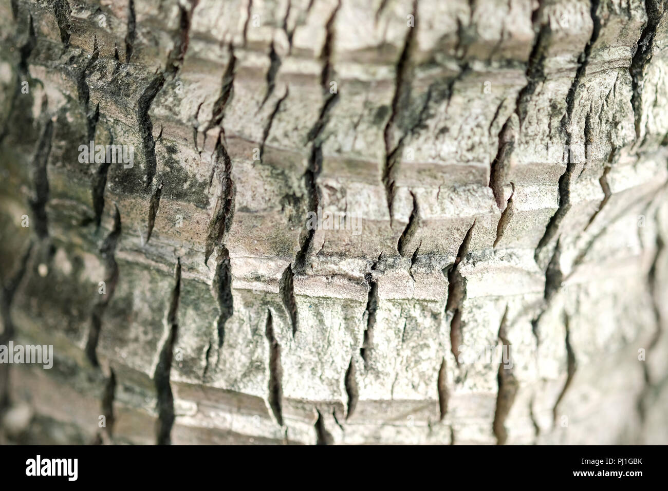 Tree pattern color brown Stock Photo - Alamy
