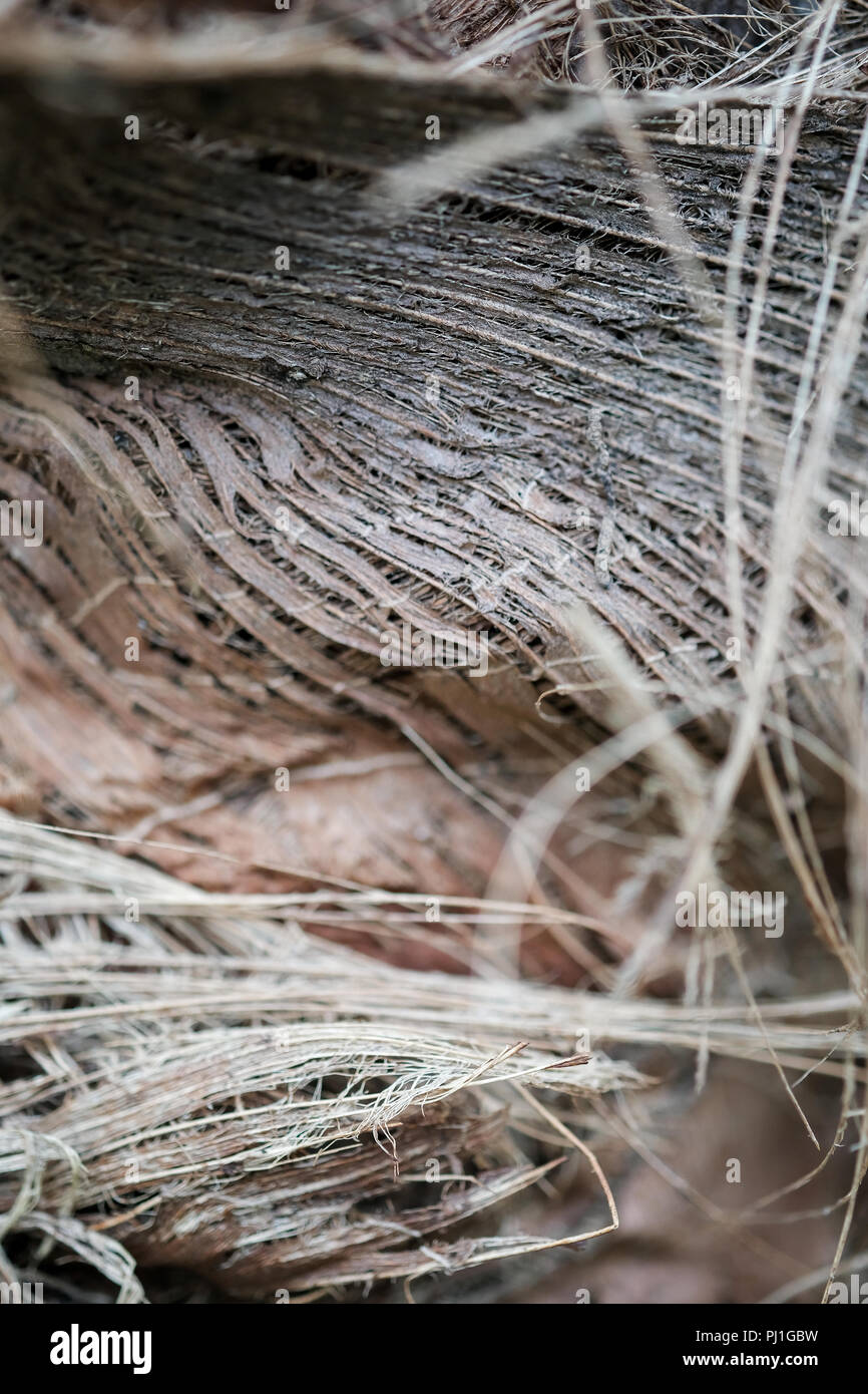 Tree pattern color brown Stock Photo - Alamy
