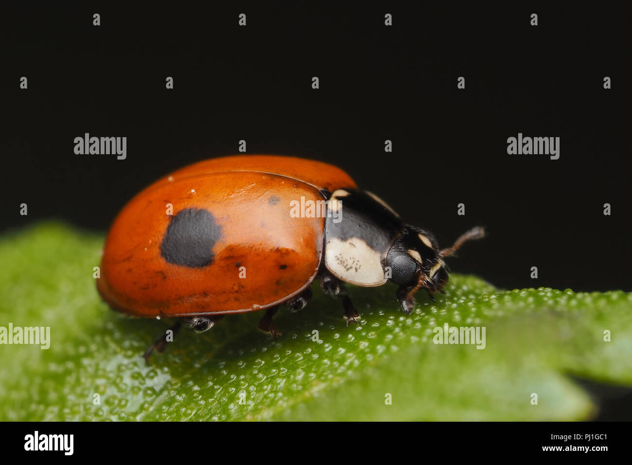 2 spot ladybird resting on birch leaf hi-res stock photography and ...