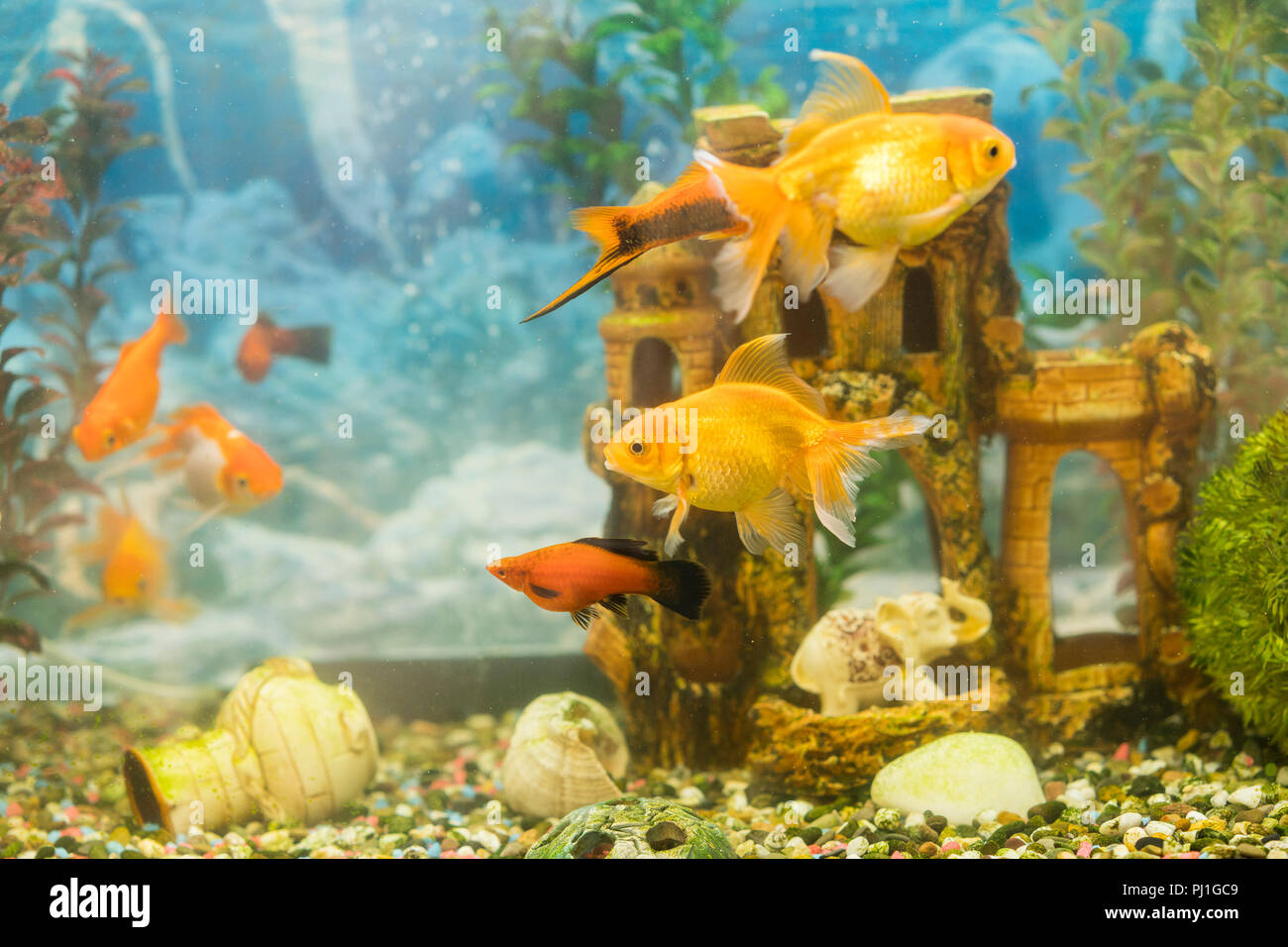 Goldfish in freshwater aquarium with green beautiful planted tropical ...
