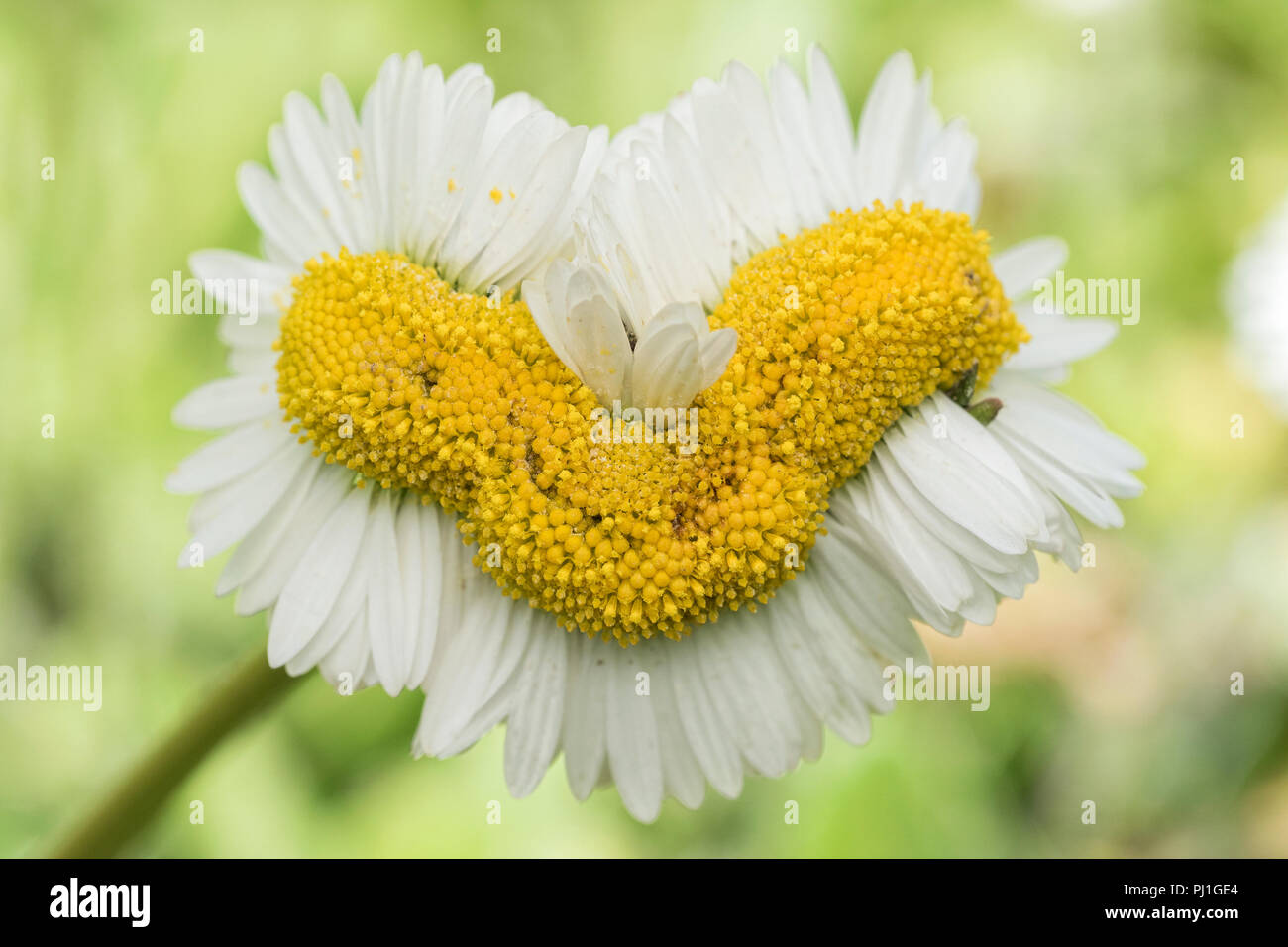 Hormonal imbalance in plants hi-res stock photography and images - Alamy