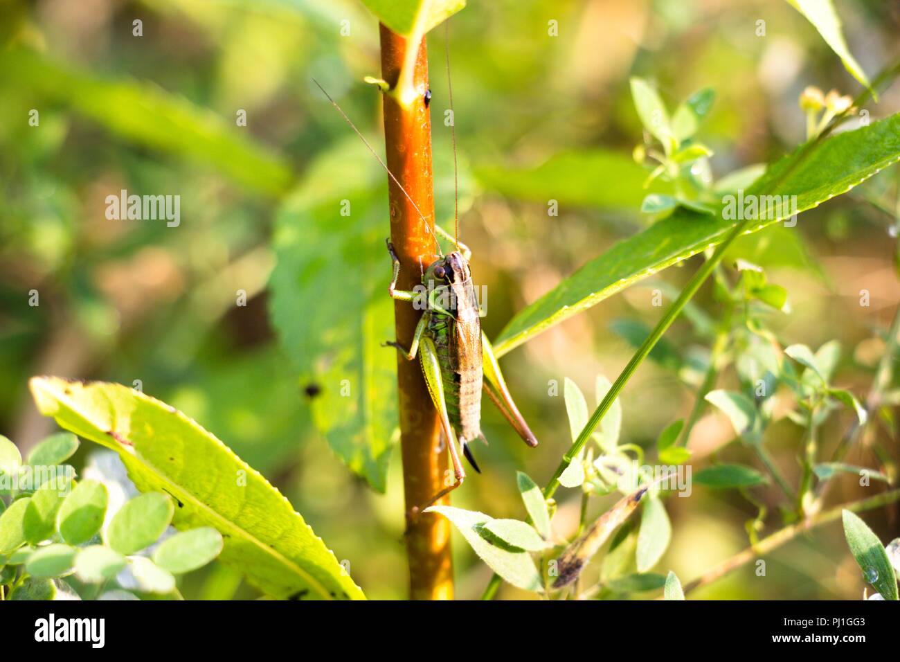 Thick legs hi-res stock photography and images - Alamy