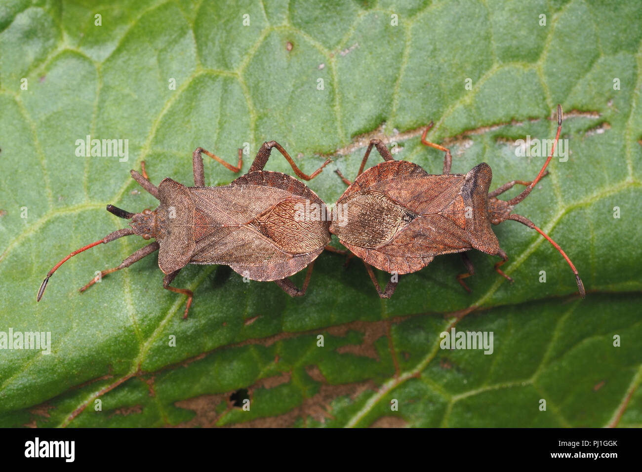 Mating dock bugs on dock leaf hi-res stock photography and images - Alamy
