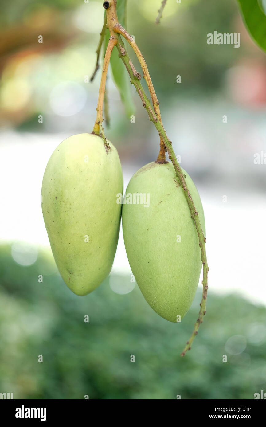 Mango on Mango Tree Stock Photo - Alamy