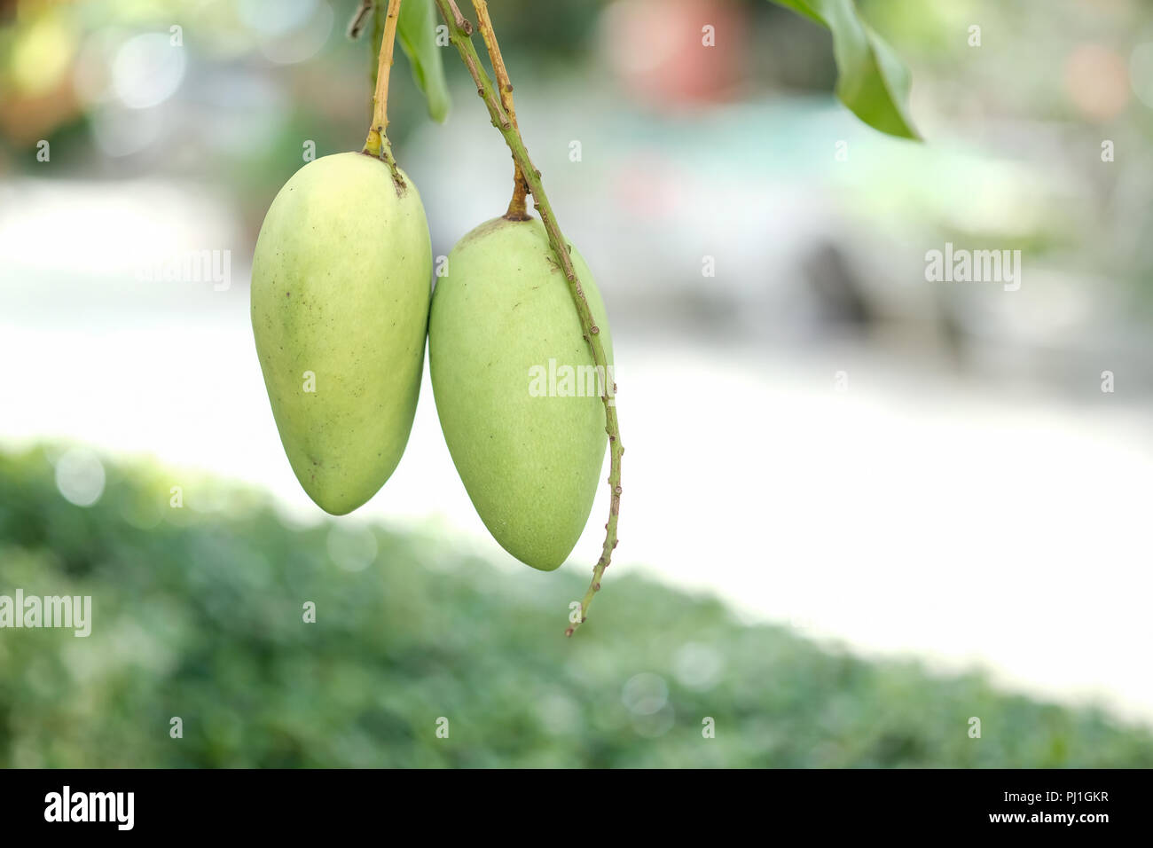 Mango on Mango Tree Stock Photo - Alamy