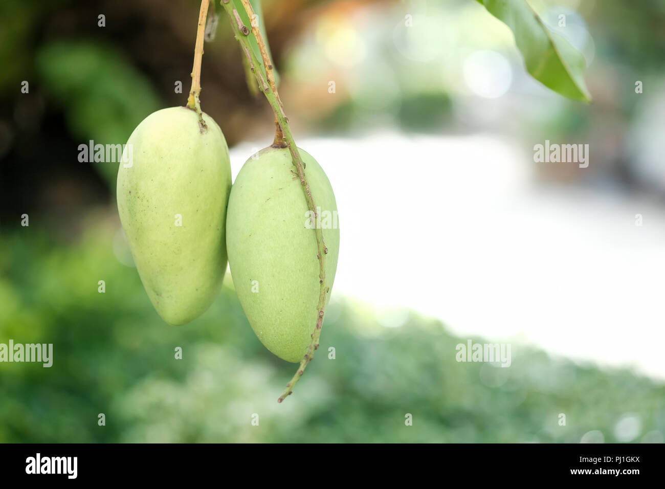 Mango on Mango Tree Stock Photo - Alamy