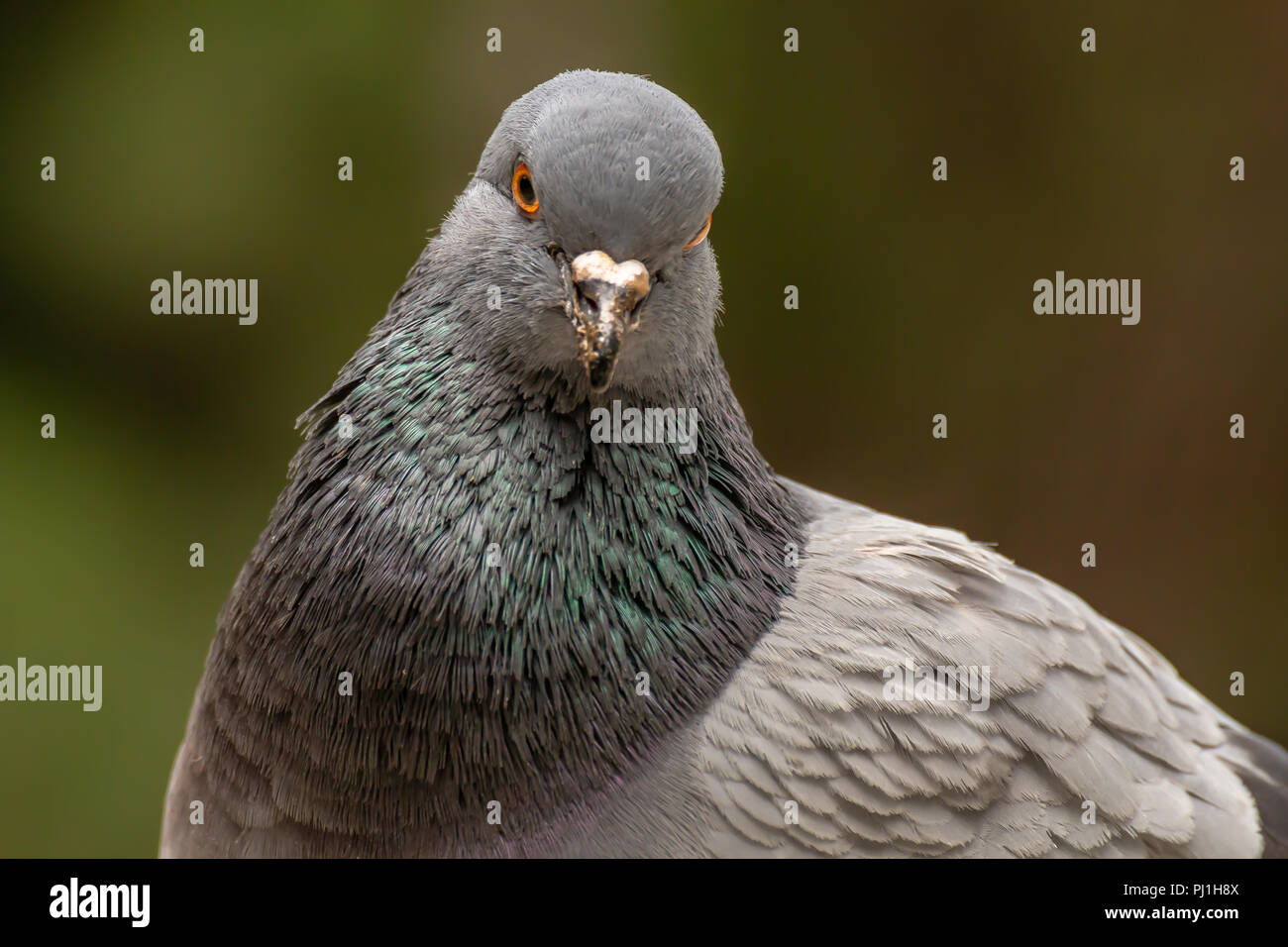 Domestic pigeon is a pigeon subspecies that was derived from the rock ...