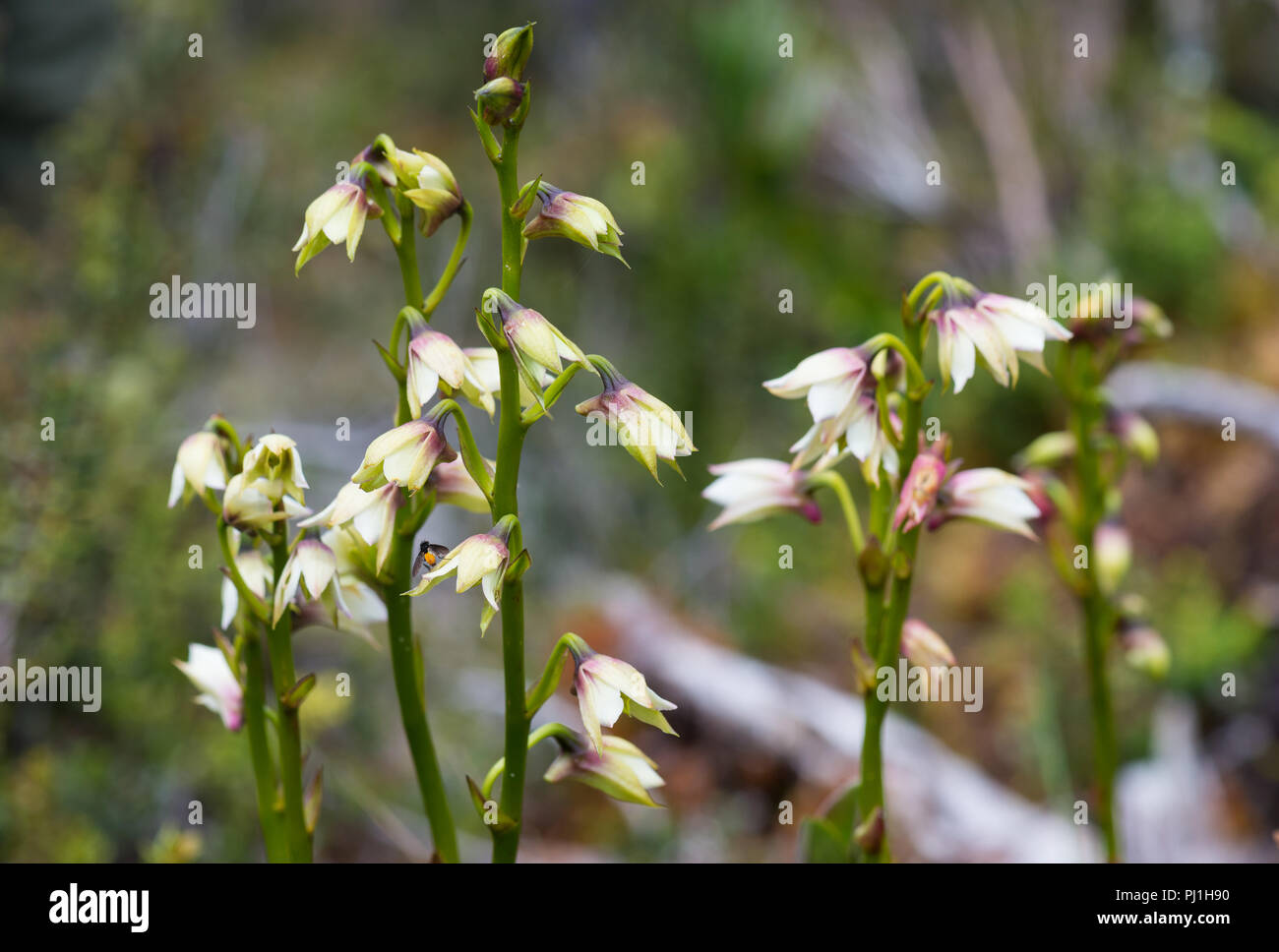 Cream colored flowers hi-res stock photography and images - Alamy
