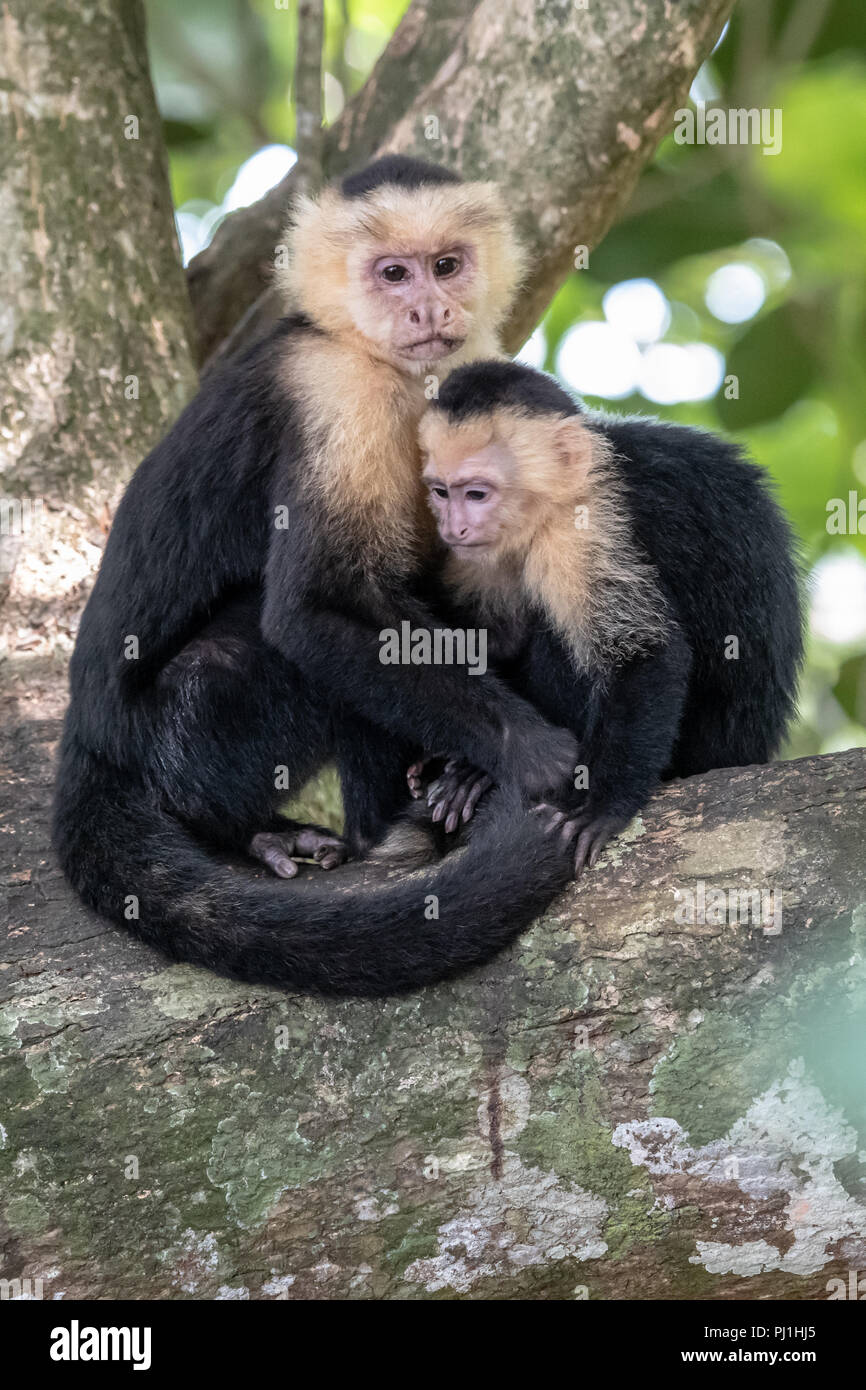 Mother Capuchin monkey (cebus) with baby in Costa Rica Stock Photo - Alamy