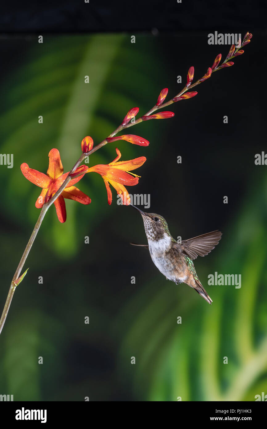 Male Volcano hummingbird (Sealasphorus flammula) in Costa Rica Stock ...
