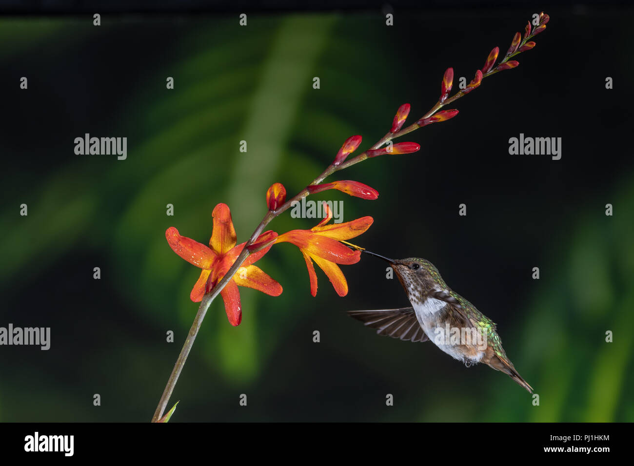 Male Volcano hummingbird (Sealasphorus flammula) in Costa Rica Stock ...