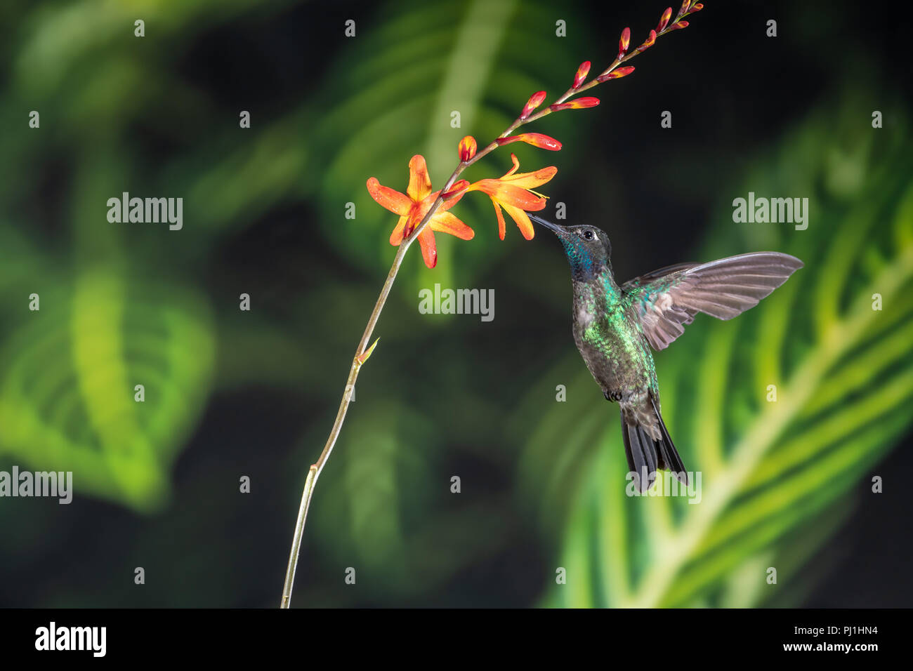 Male Magnificent hummingbird (Eugenes fulgens) in Costa Rica Stock ...
