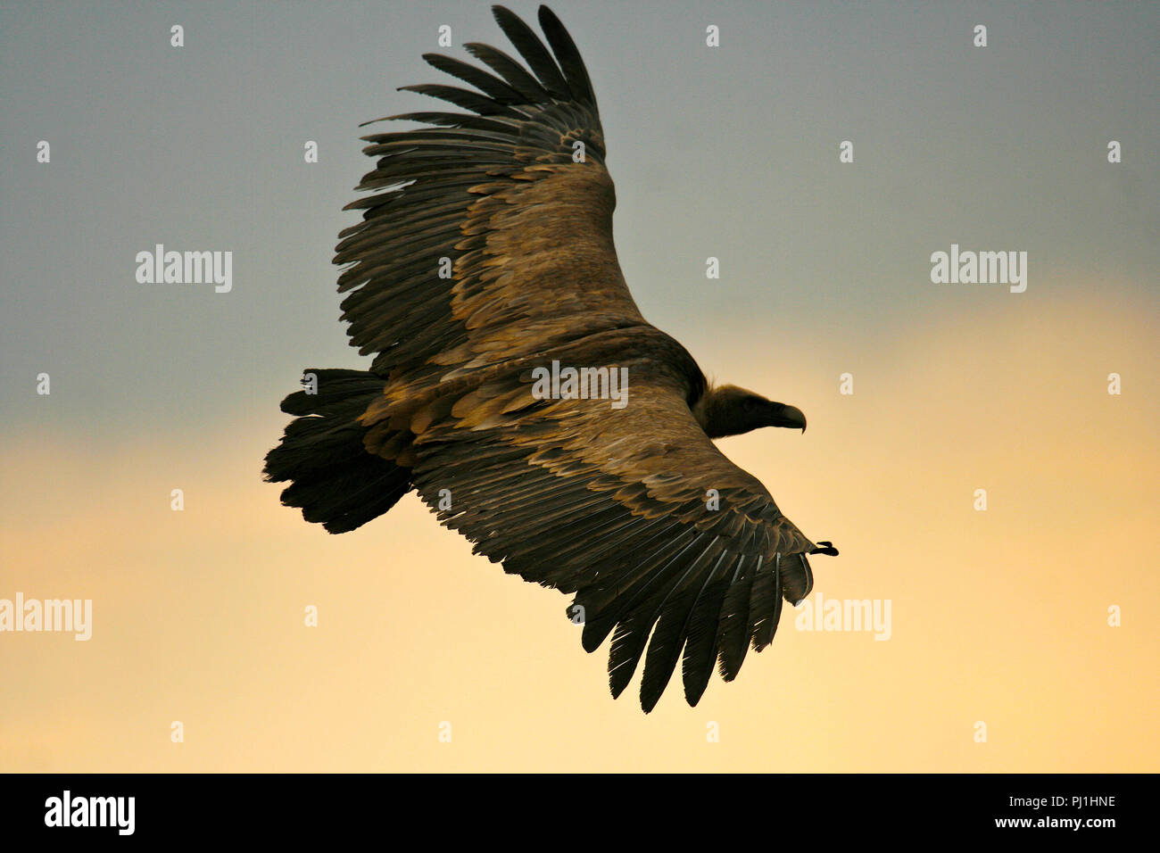 Beautiful griffon vulture bird hi-res stock photography and images - Alamy