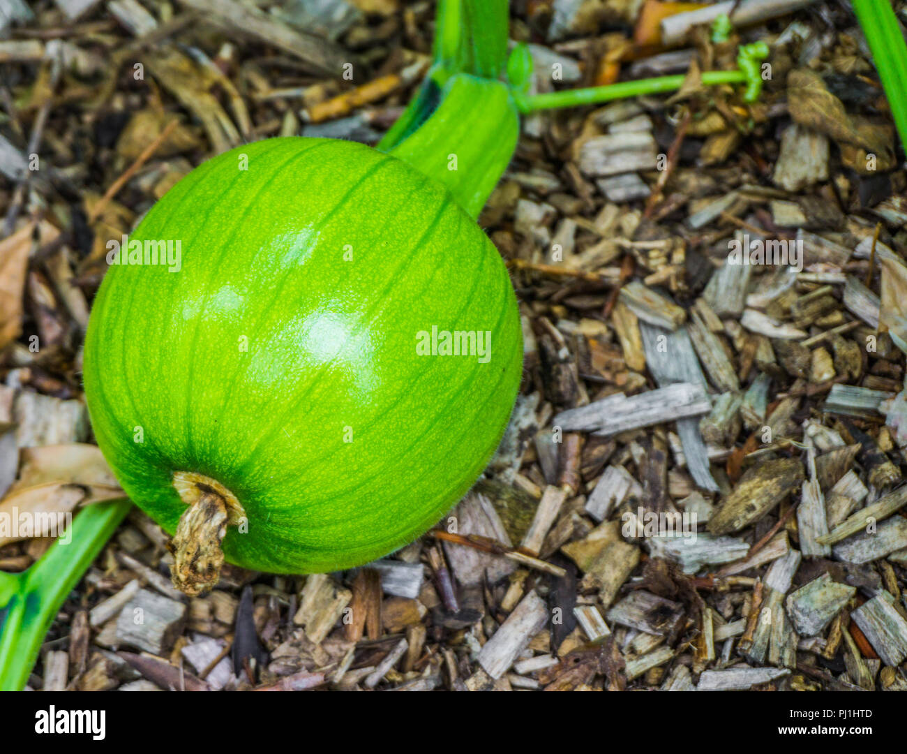 small unripe pumpkin growing on pumpkin plant Stock Photo - Alamy