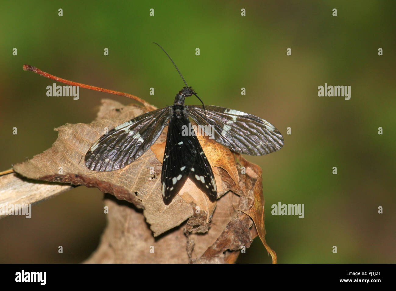 Fishfly hi-res stock photography and images - Alamy