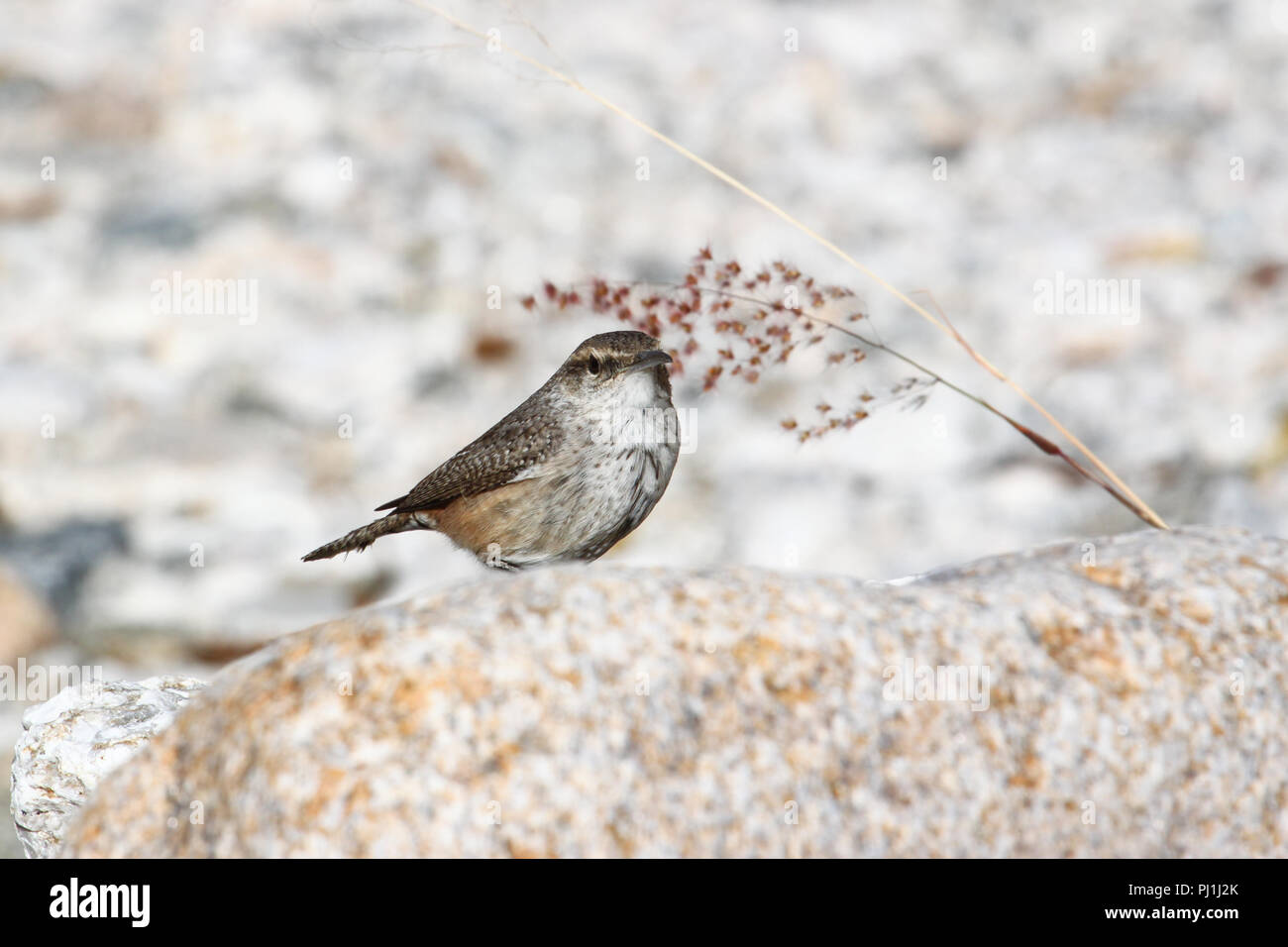 Rock wren hi-res stock photography and images - Alamy