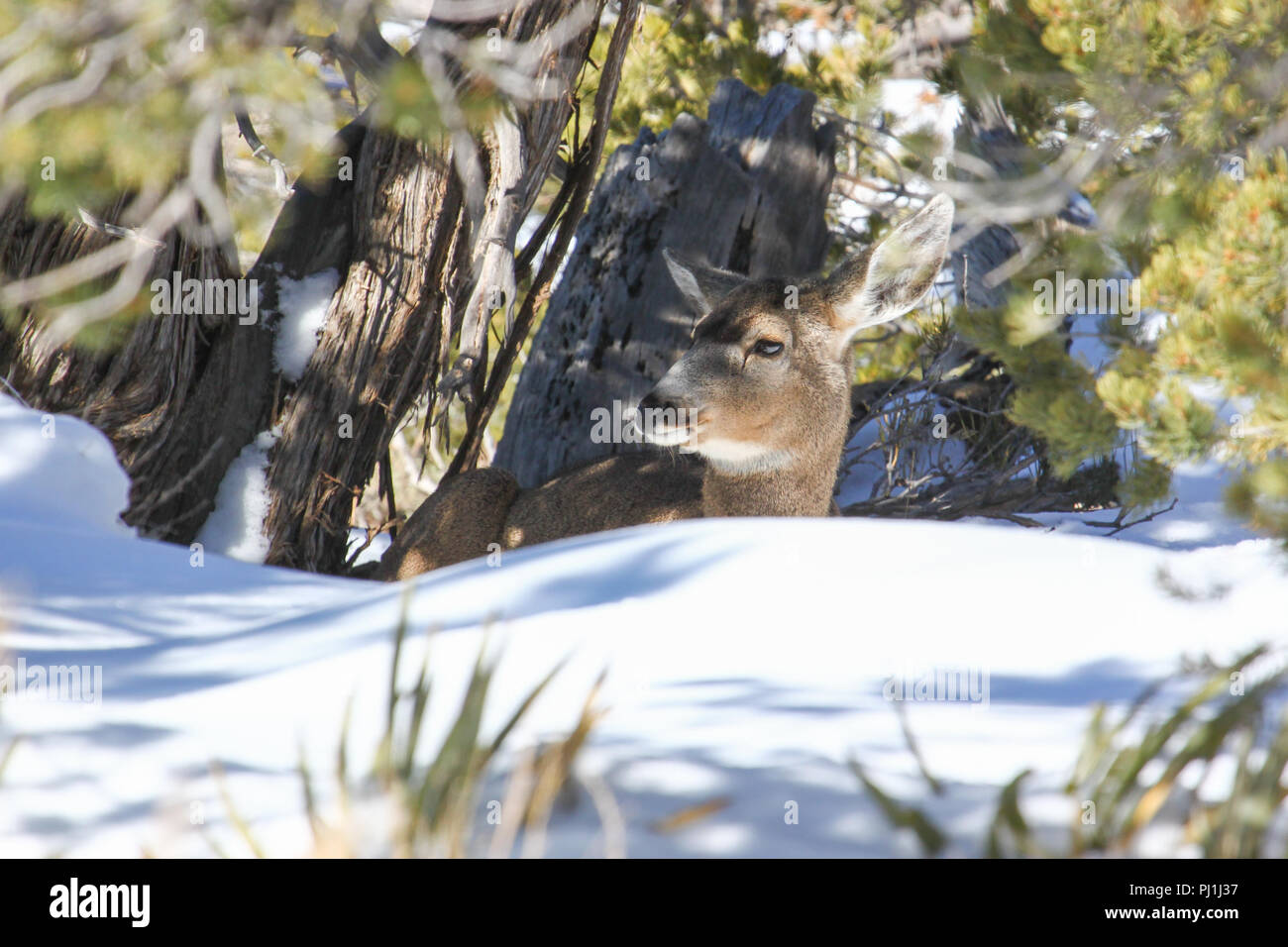A mule deer doe bedded in snow Stock Photo - Alamy