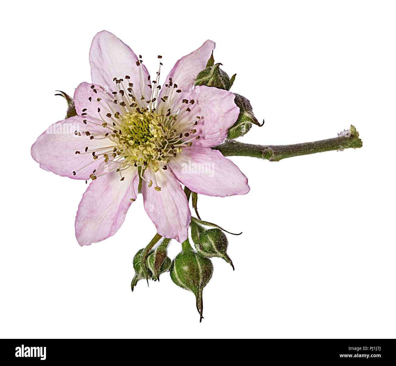 Blackberry flower isolated on white background clipping path Stock ...