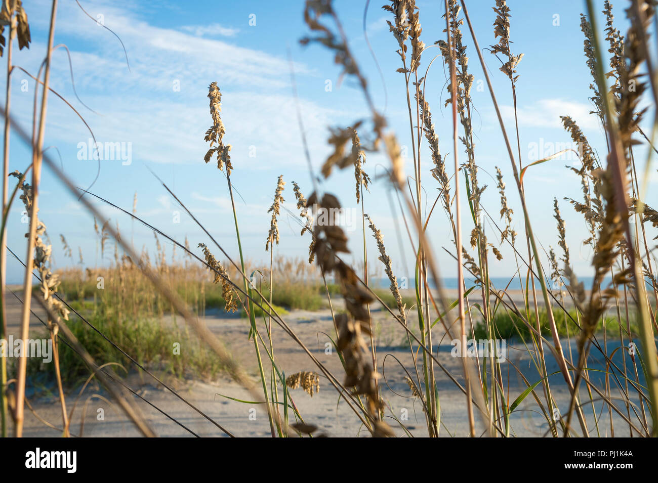 Dune with beachgrass hi-res stock photography and images - Alamy