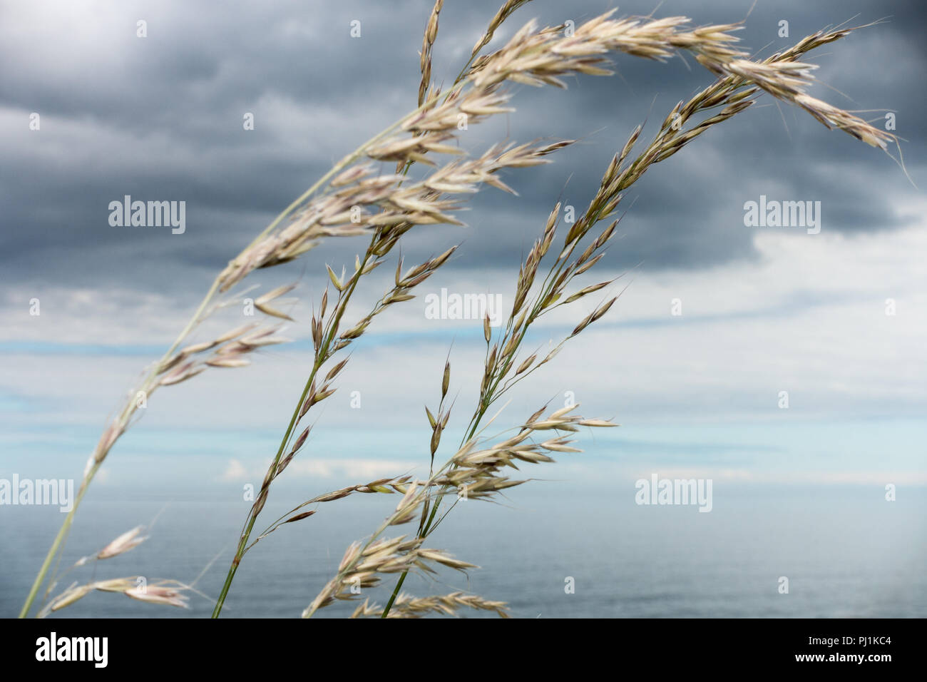 Seaham Hall Beach, County Durham, UK Stock Photo - Alamy