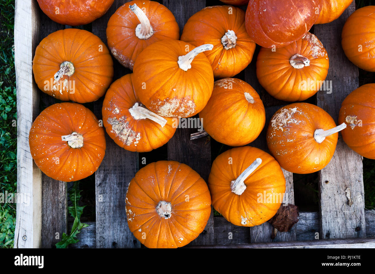 Autumn pumpkins top view Stock Photo - Alamy