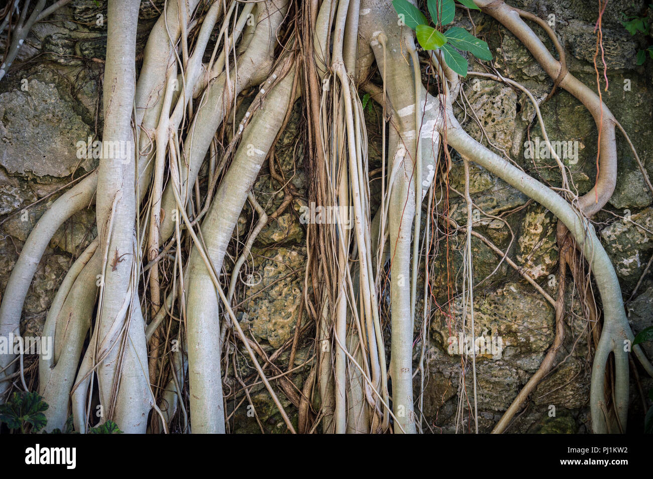 Brazilian strangler fig banyan tree roots in a close-up abstract ...