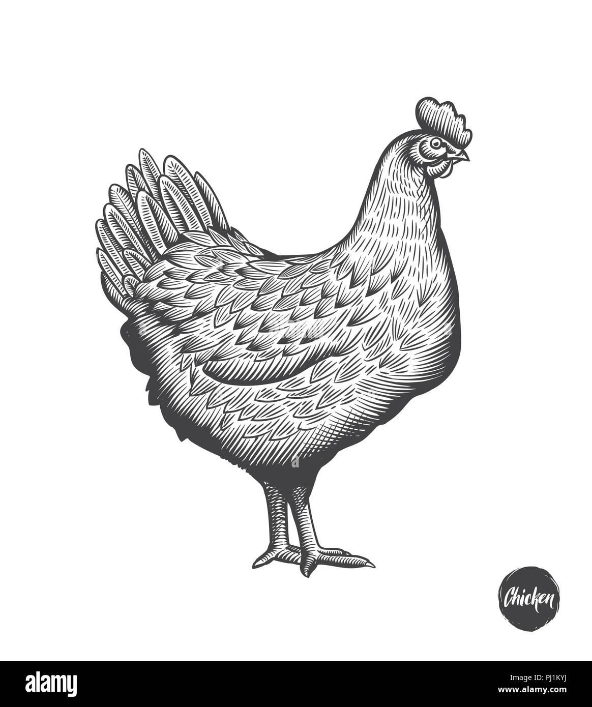 Chicken hand drawn illustration in engraving or woodcut style. Hen meat ...