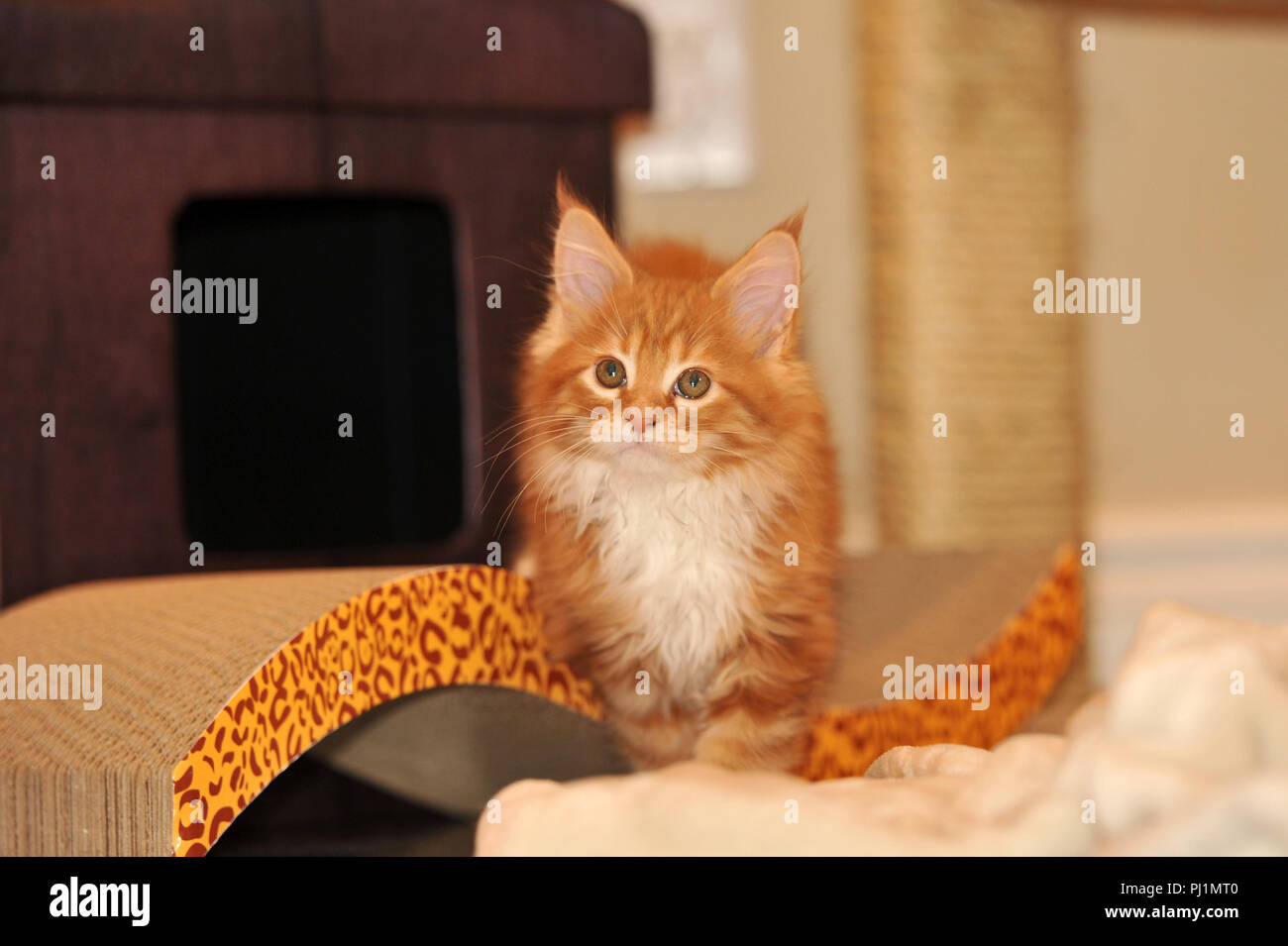 Orange Maine Coon Kitten Stock Photo - Alamy