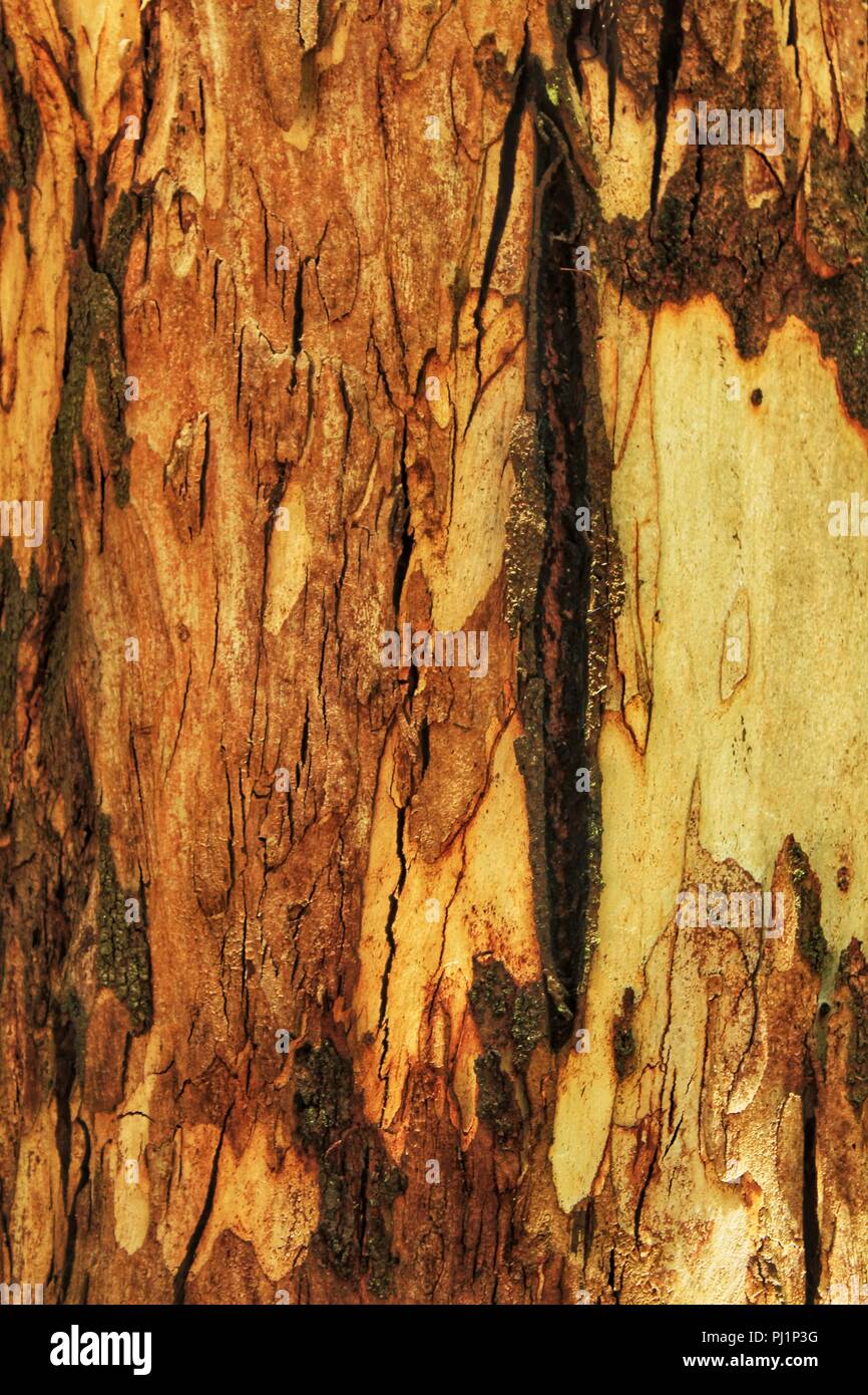 Colorful Tree trunk texture Stock Photo - Alamy