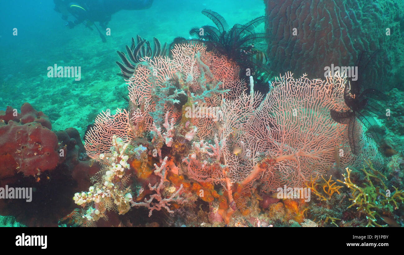 Beautiful soft coral in tropical sea. Wonderful and beautiful ...