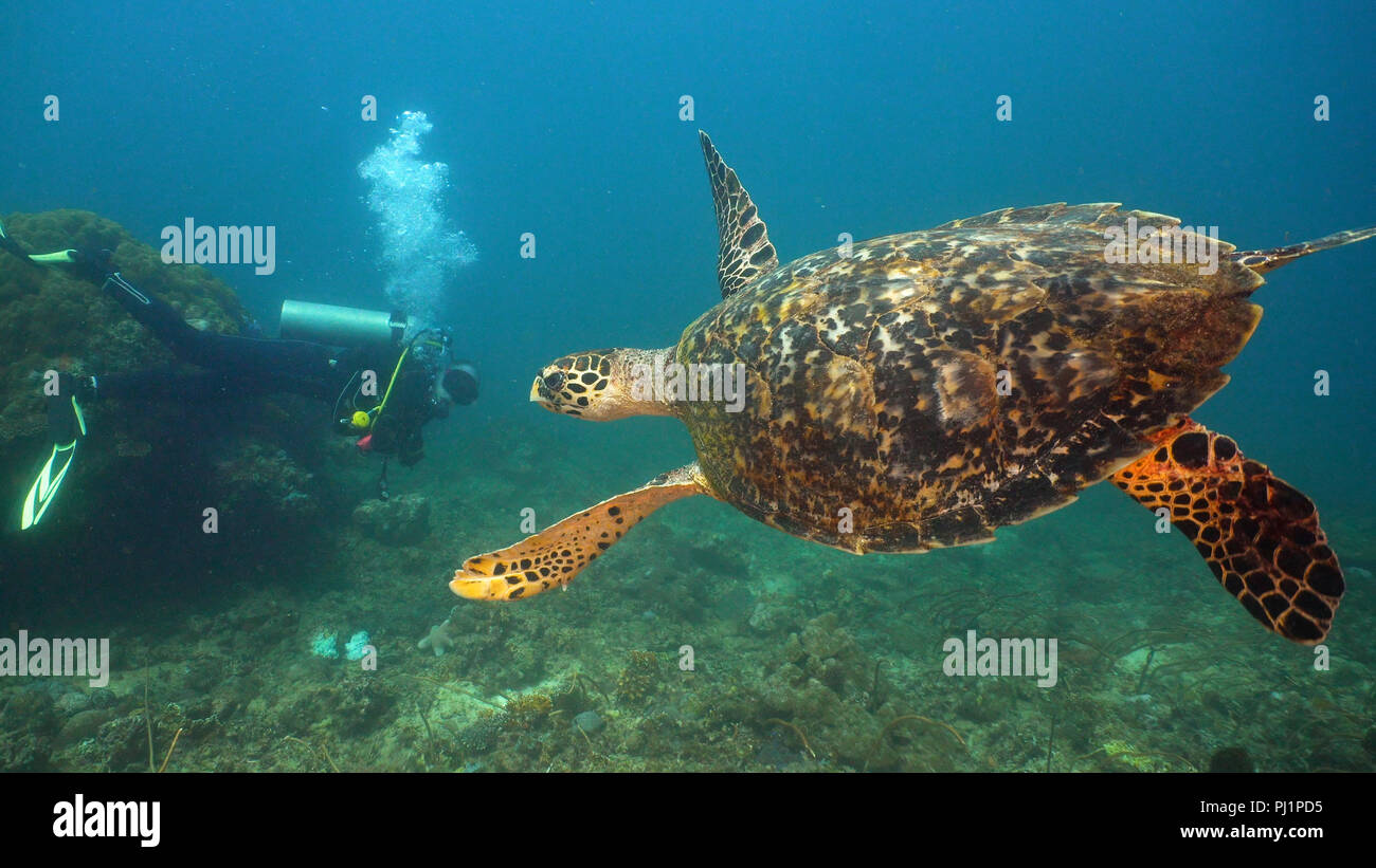 Sea turtle between corals underwater. Wonderful and beautiful ...