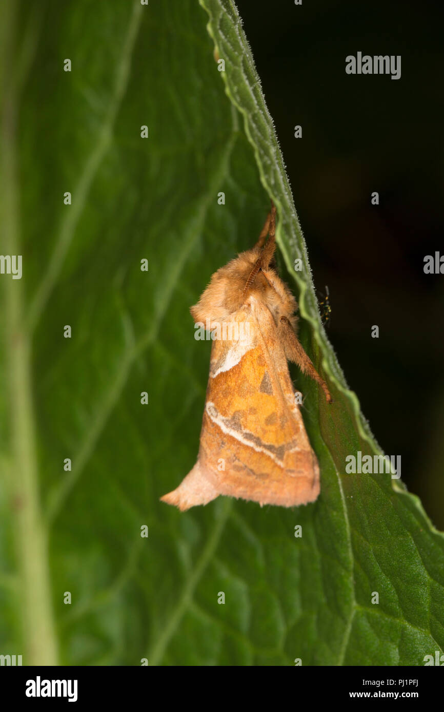 A male orange swift moth, Hepialus sylvina/Triodina sylvina, resting on ...