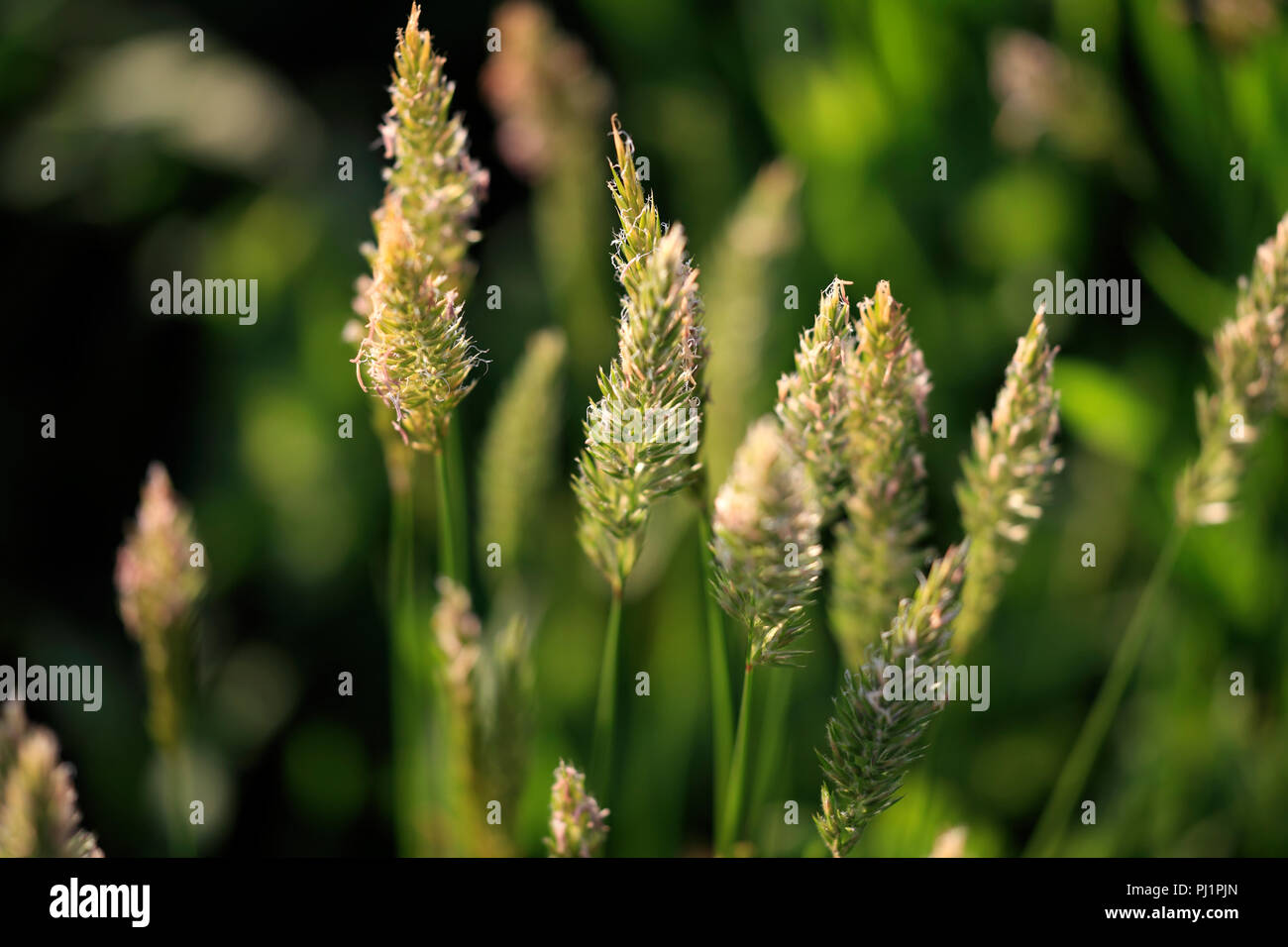 Hairy green weed hi-res stock photography and images - Alamy