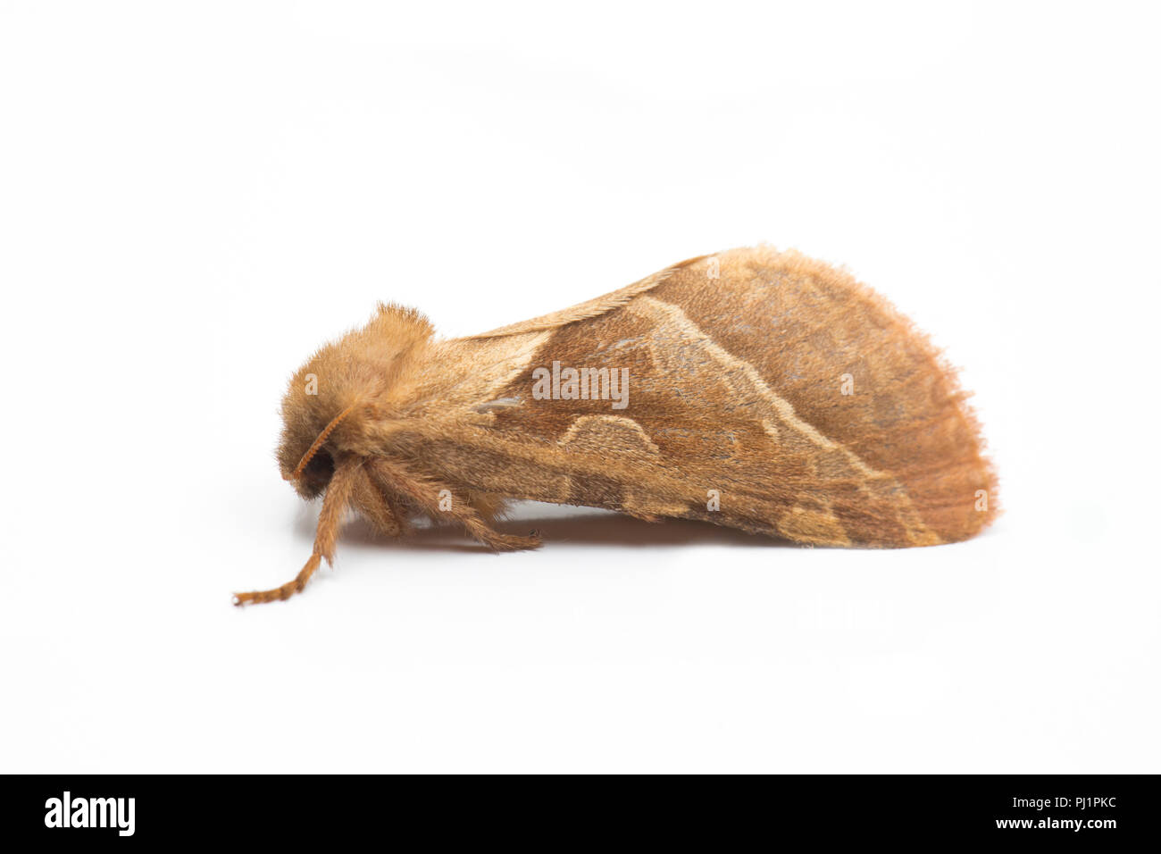 Triodina sylvina hi-res stock photography and images - Alamy