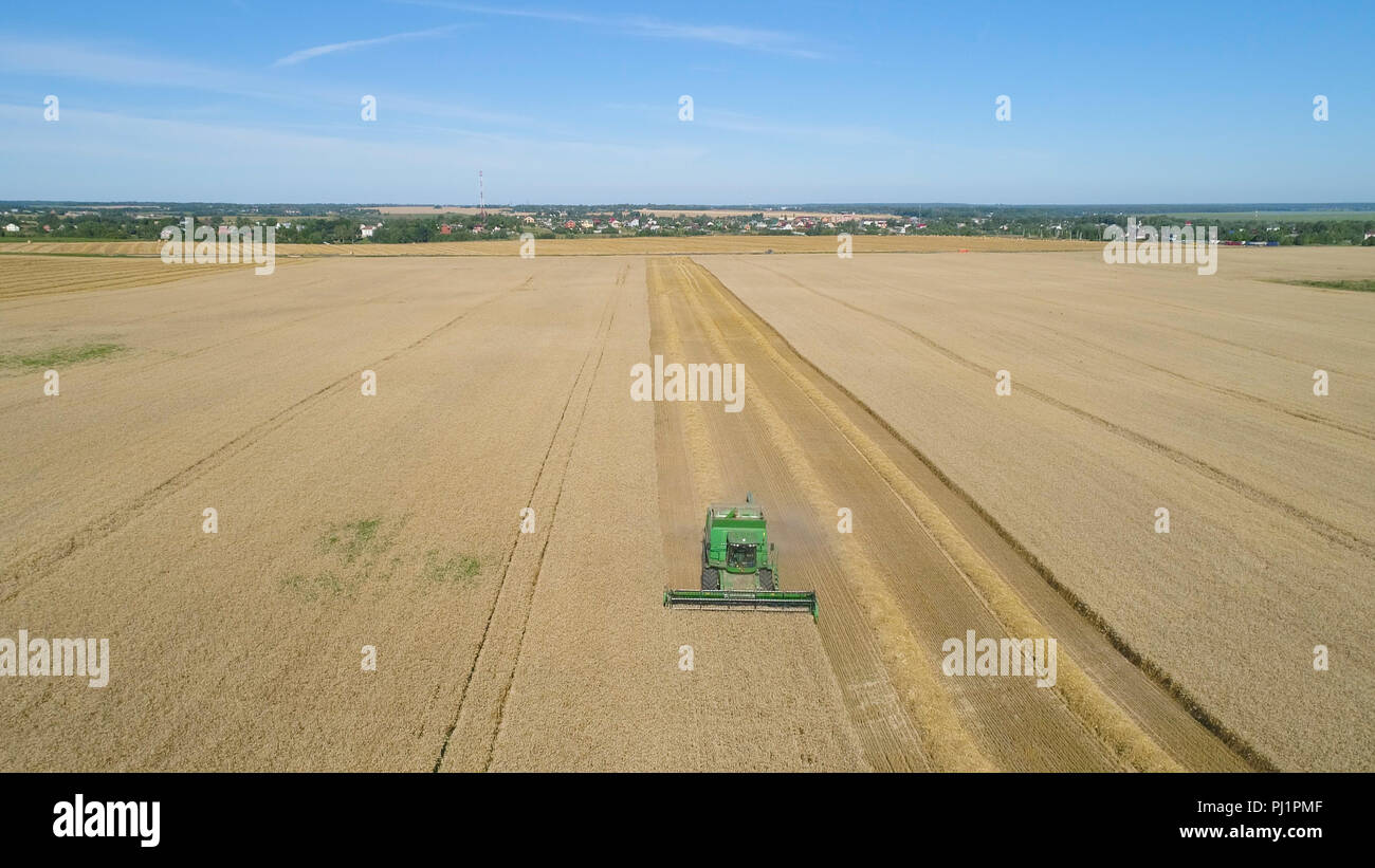 Combine harvester at work harvesting field wheat. Aerial view Combine ...